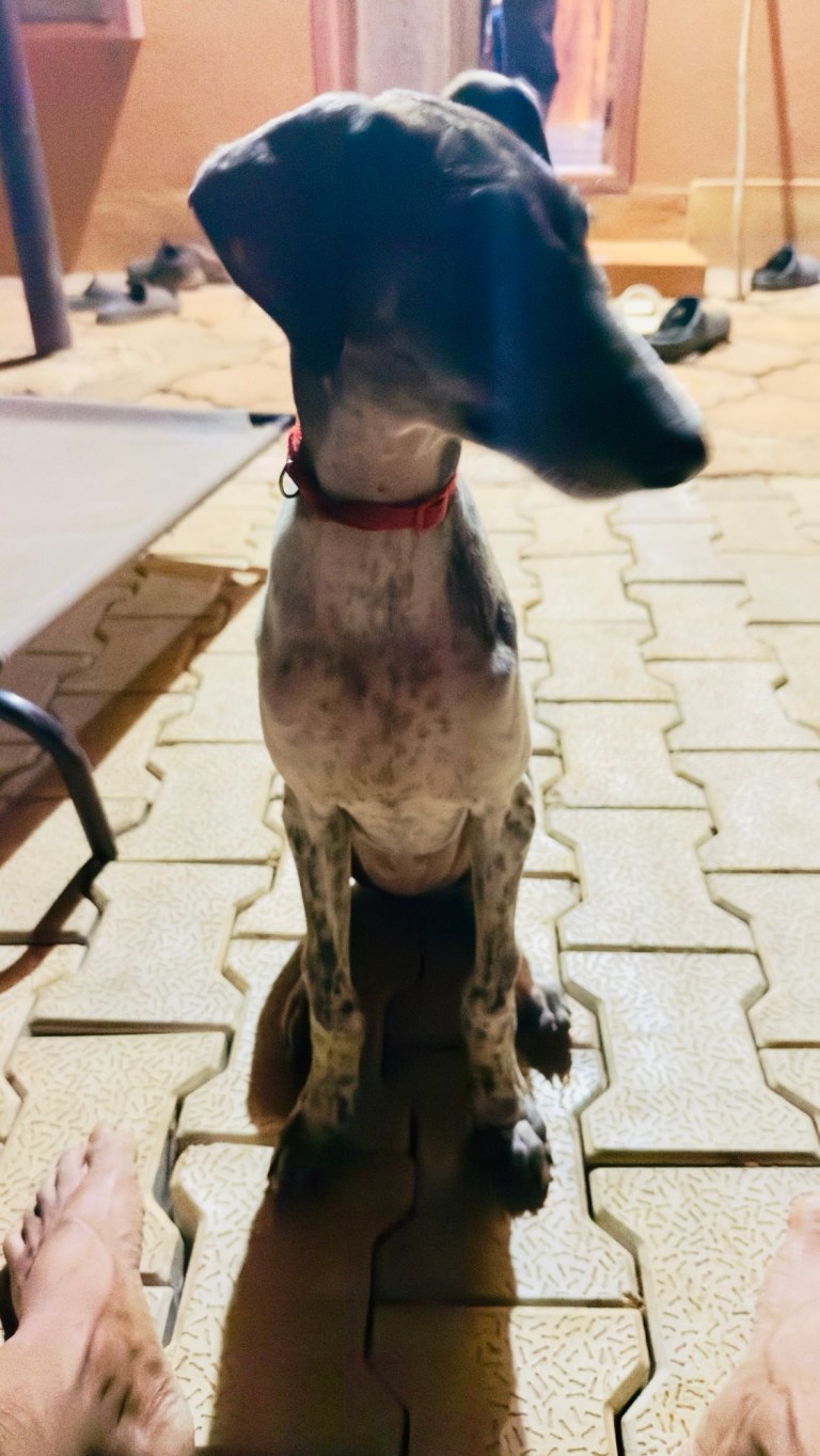 Kris Food Forest – Growing Our Own Food in the most natural way